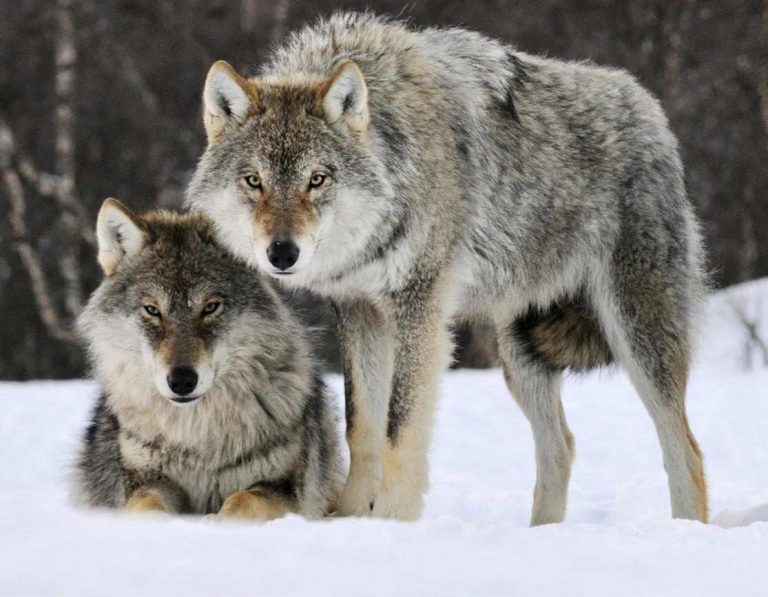 A Woman's Encounter With Two Giant Wolves In The Woods Leads To An ...