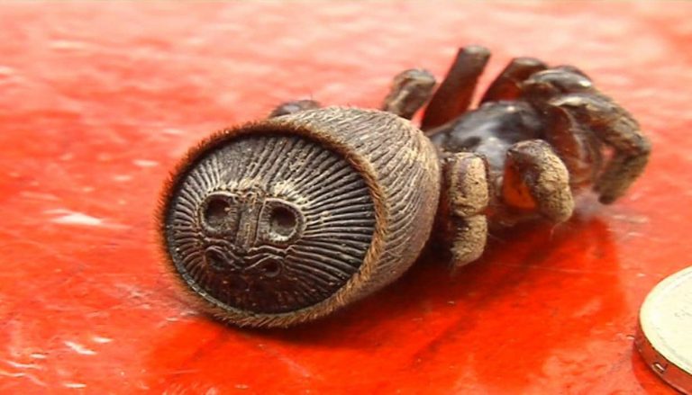 Man Accidentally Discovers An Odd Object Hiding In His Orchard That ...