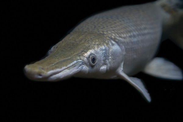 47 Amazingly Astonishing Prehistoric Animals That Can still be found ...